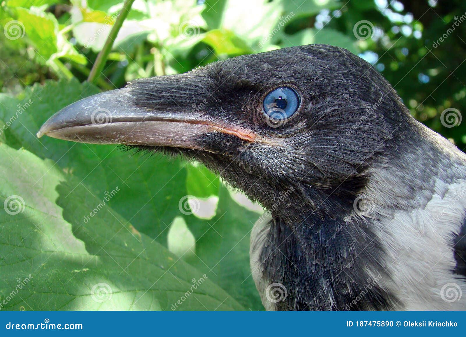 Crow. young crow close-up stock photo. Image of beauty - 187475890