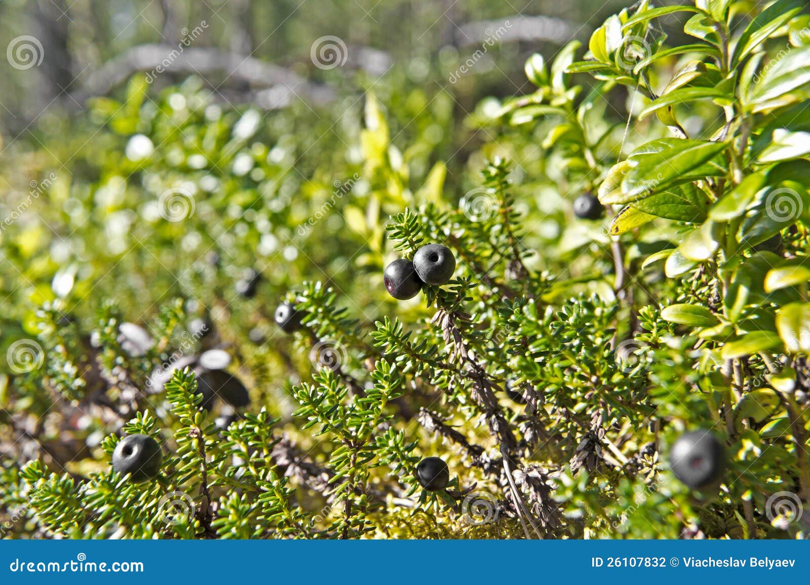 Crowberries photo stock. Image du nord, normal, forêt - 26107832