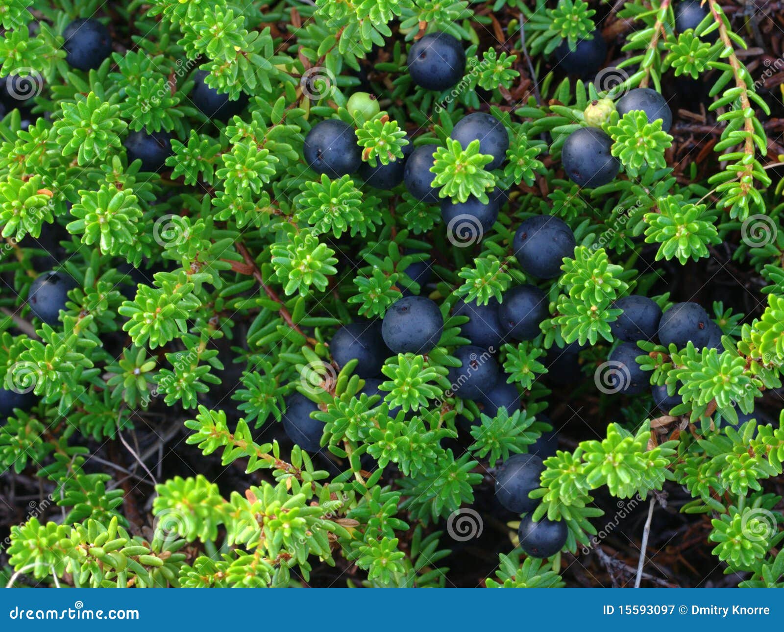Crowberry stock image. Image of healthy, forest, macro - 15593097