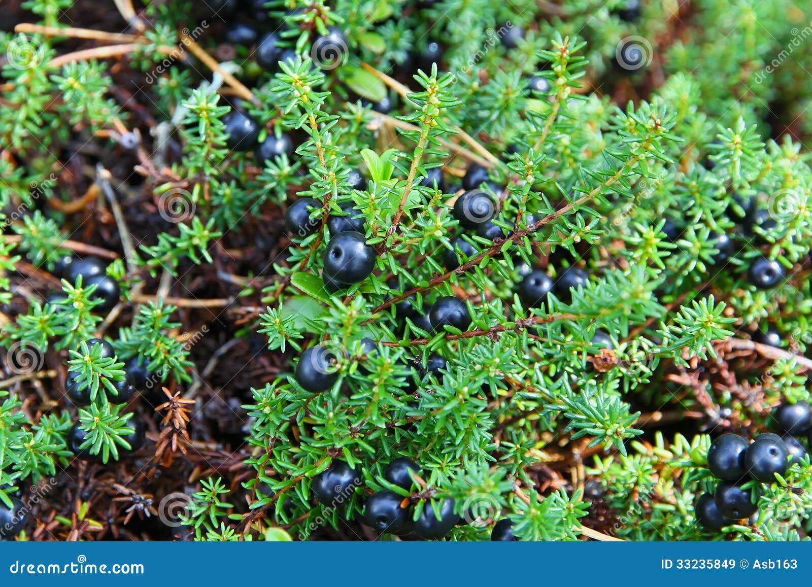 Crowberry immagine stock. Immagine di alimento, arbusti - 33235849