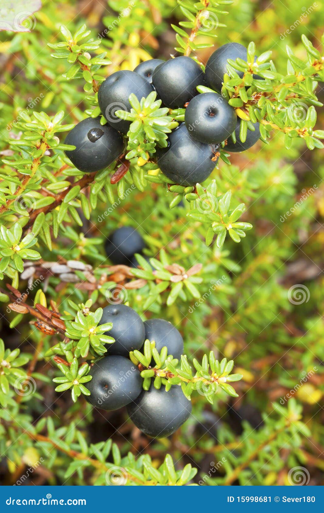 Crowberry (Empetrum) stock afbeelding. Image of handvol - 15998681