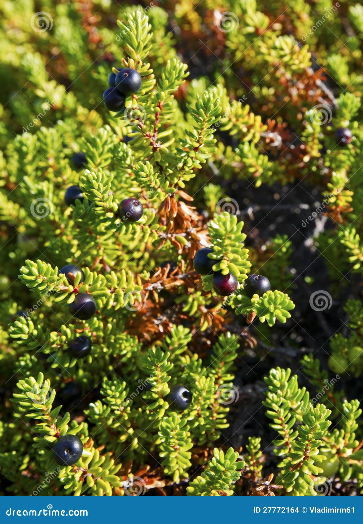 Crowberry (Empetrum) stock photo. Image of vitamin, green - 27772164