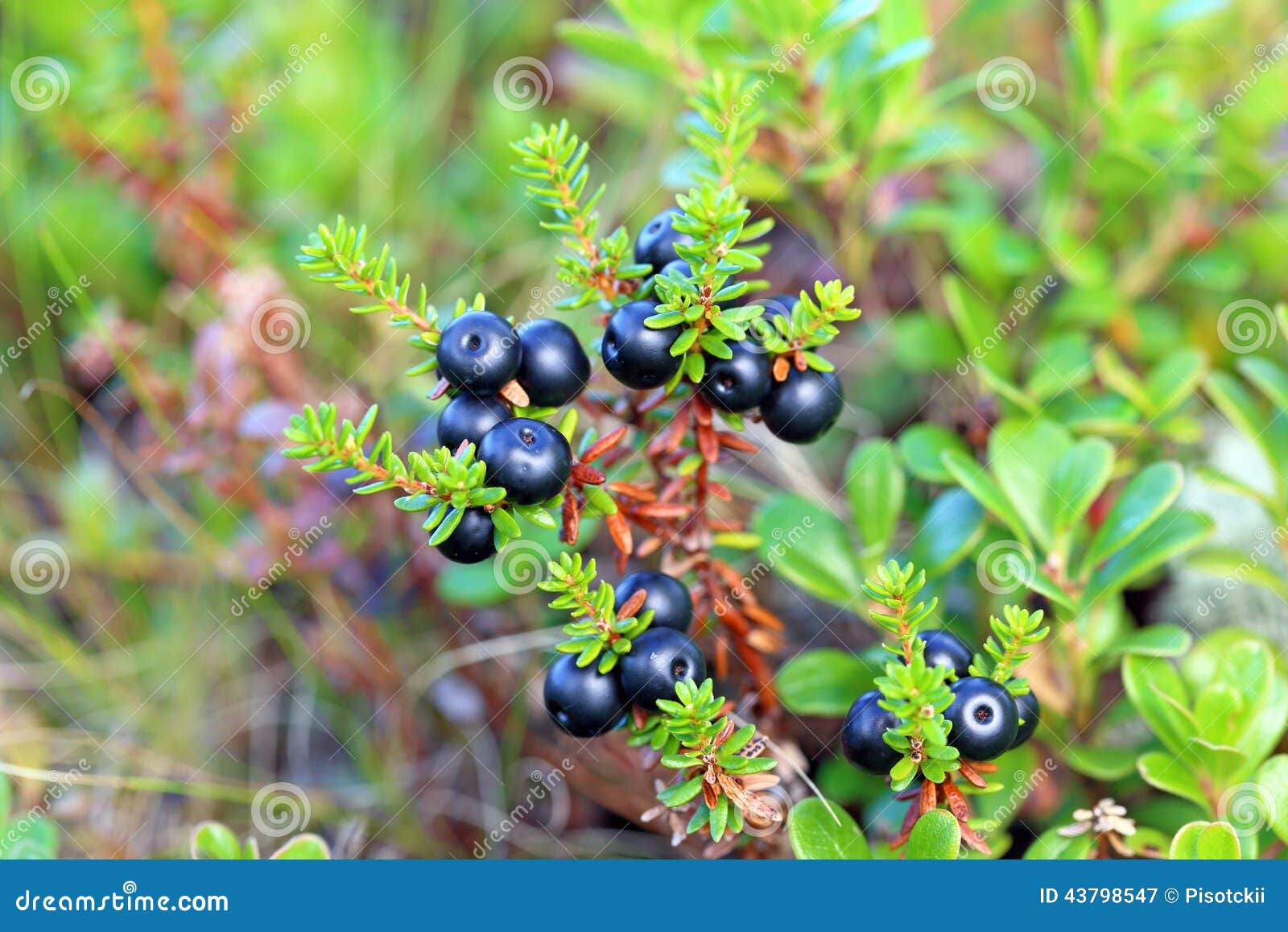 Crowberry stock image. Image of black, forest, plant - 43798547