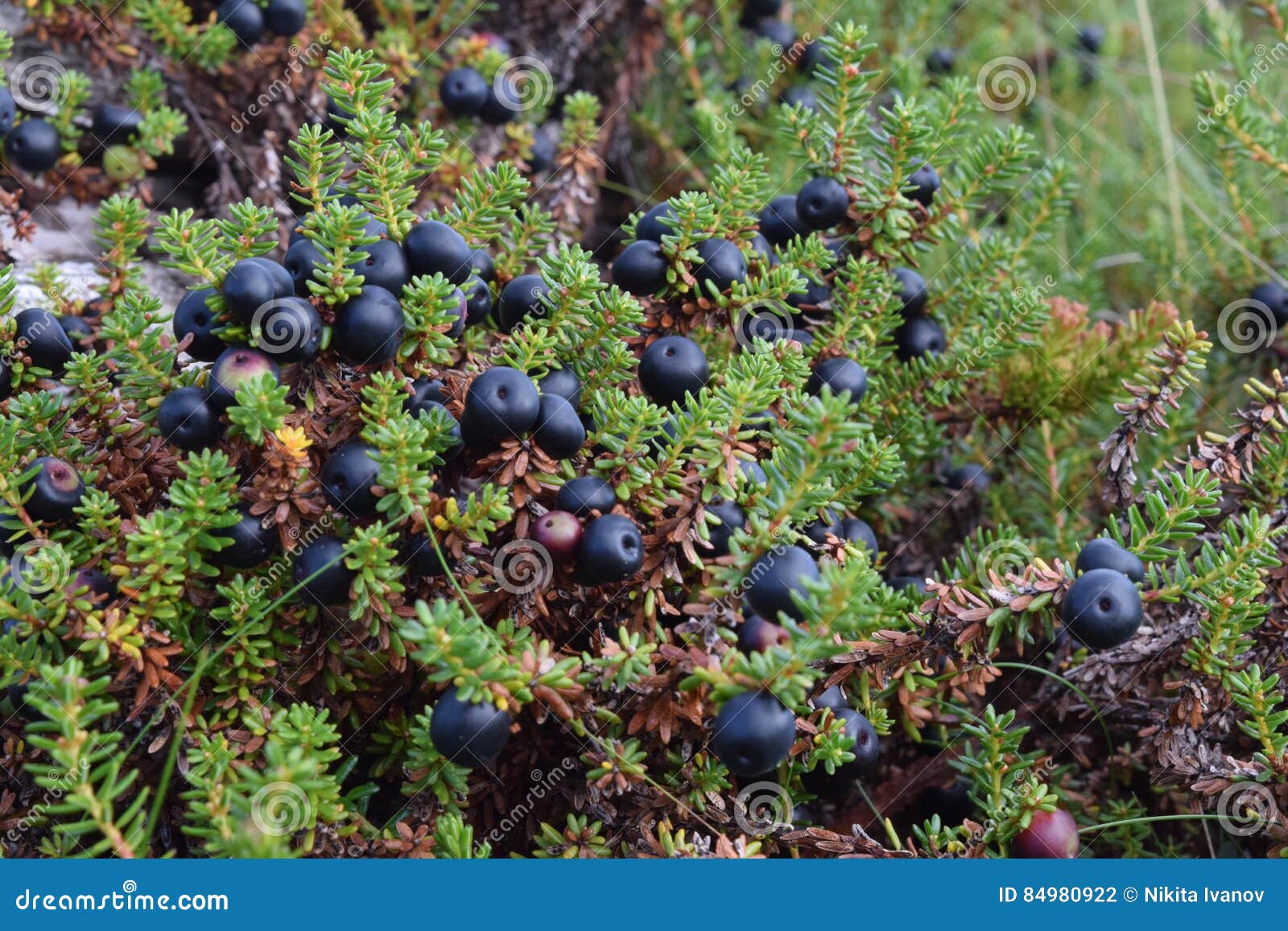 Crowberry stock photo. Image of empetrum, berry, nature - 84980922