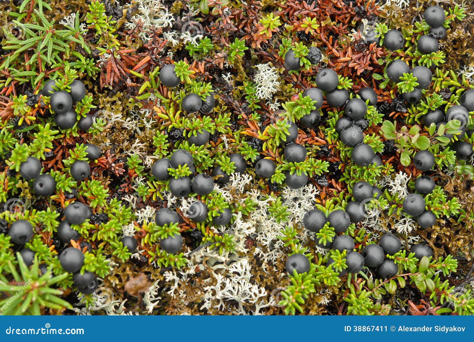 Crowberrybessen Behandelde Toendra. Stock Afbeelding - Image of ...