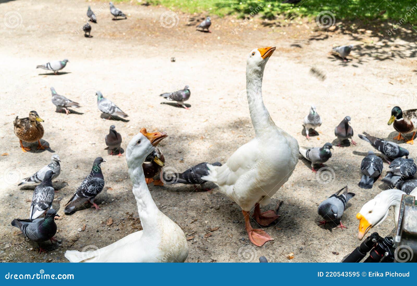 Crowd of Angry Geese in the Midst of Pigeons Stock Image - Image of ...