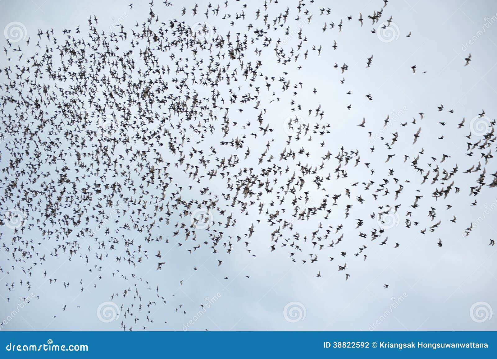Crowd of Bat are Flying Out from Cave Stock Photo - Image of animal ...