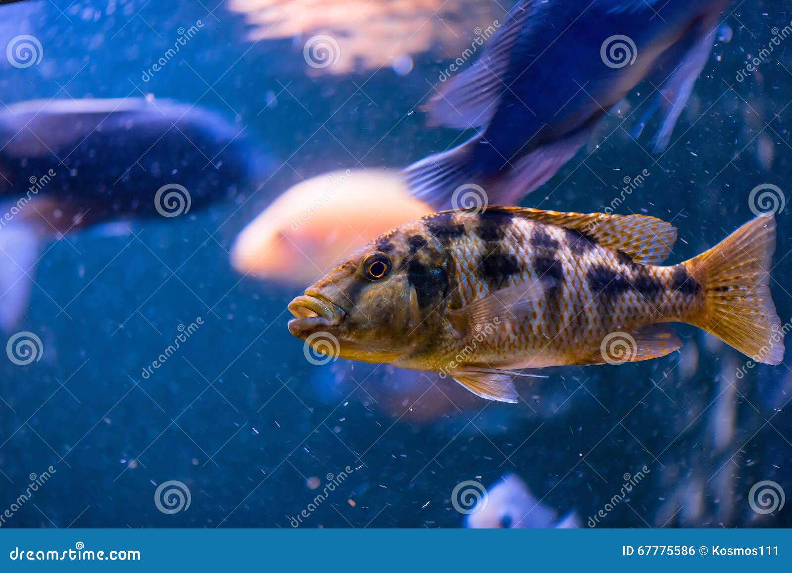 Crowd of Beautiful Fish in the Aquarium Stock Photo - Image of animal ...