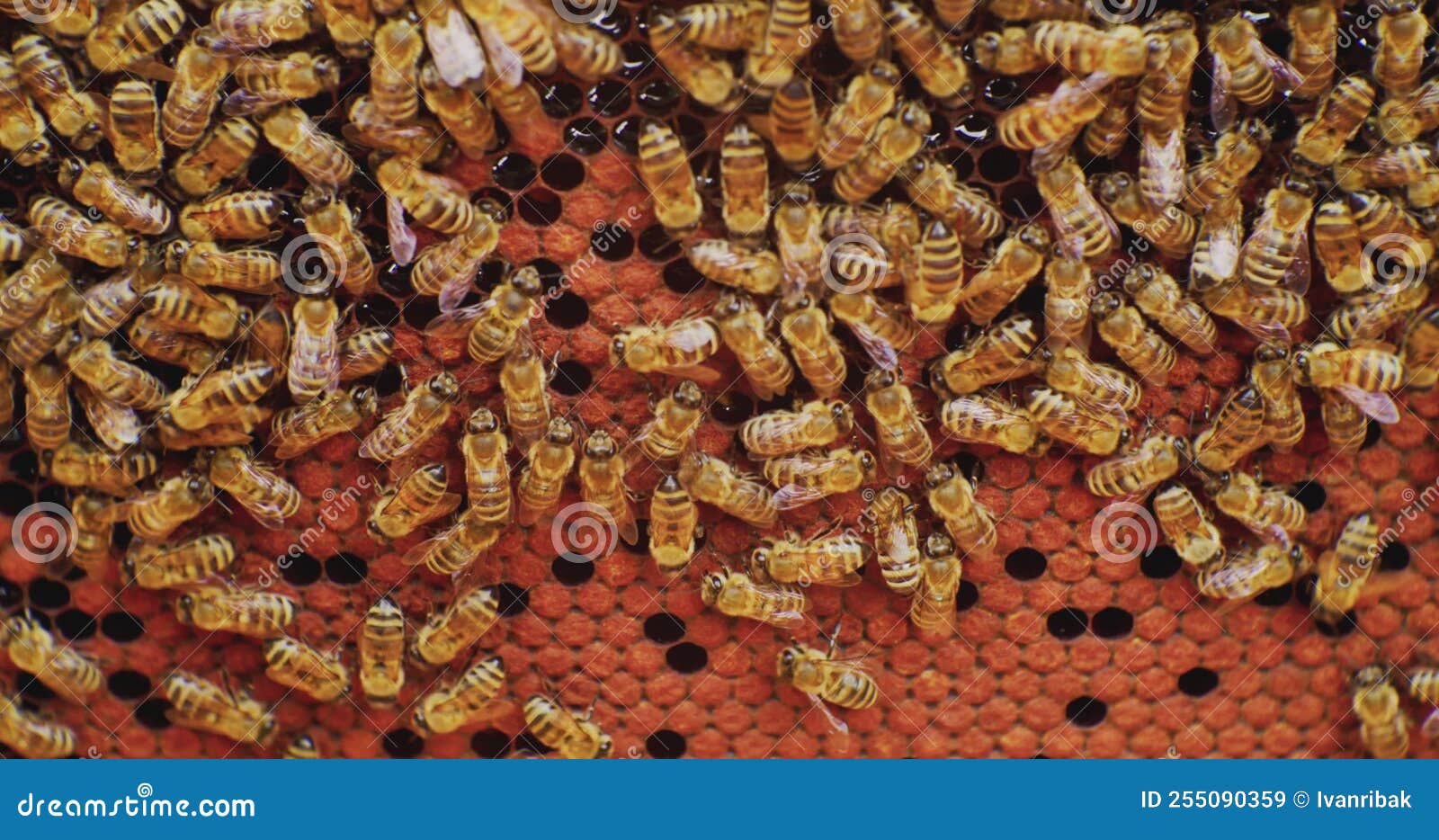A Crowd of Bees Working on Honeycombs Inside the Hive. Close-up Stock ...