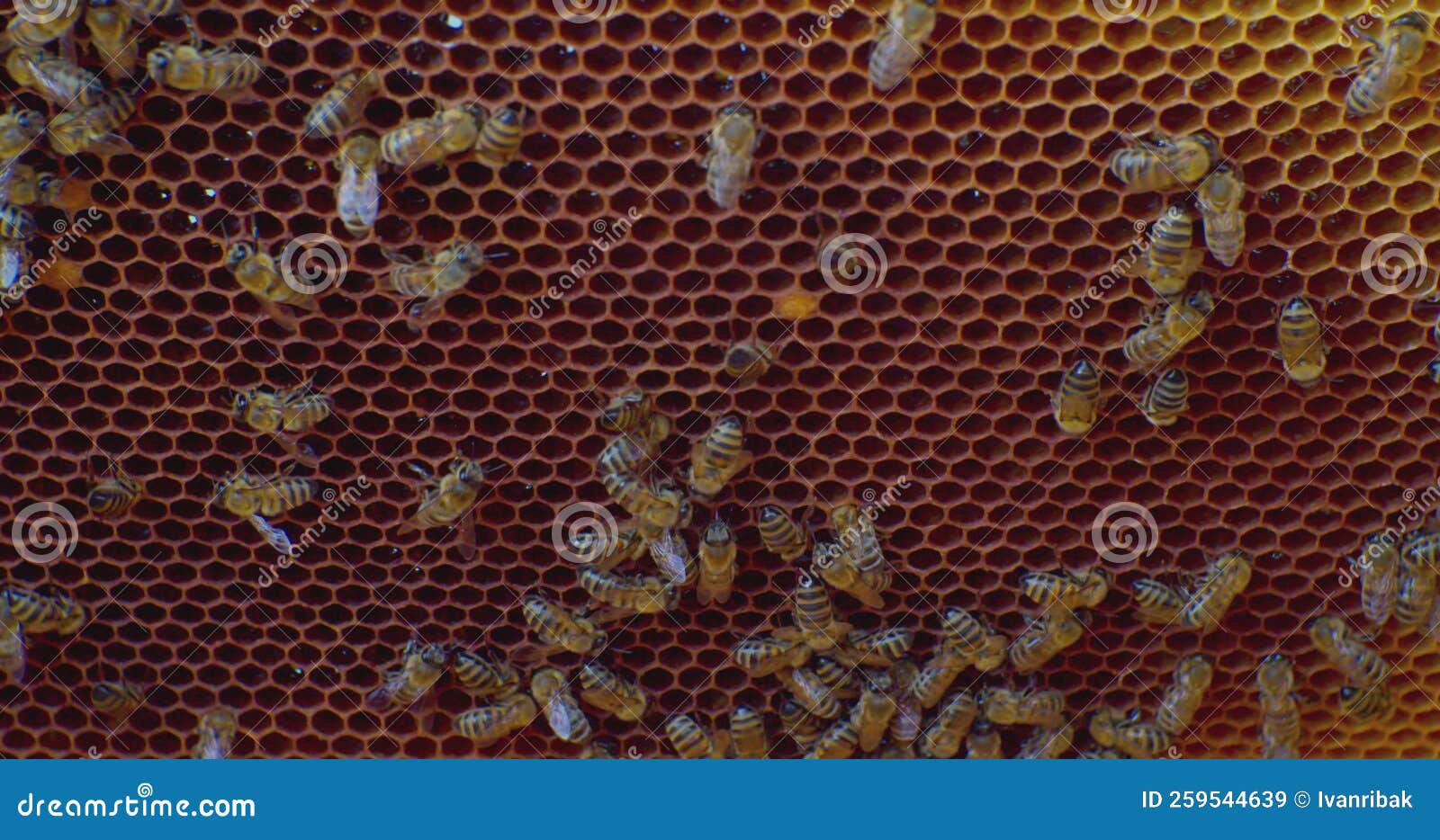 A Crowd of Bees Working on Honeycombs Inside the Hive. Close-up Stock ...