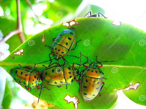 Crowd of beetles on a leaf stock photo. Image of abstract - 2716228