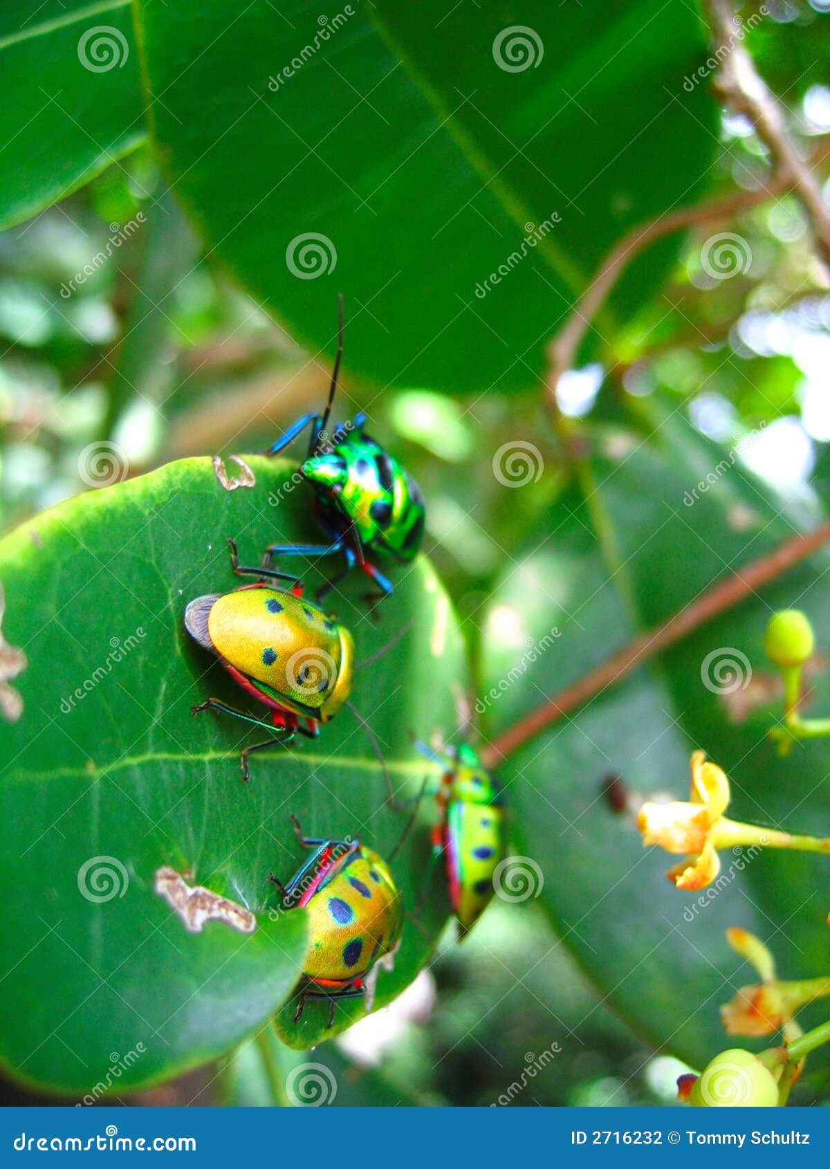 Crowd of beetles on a leaf stock photo. Image of graphics - 2716232