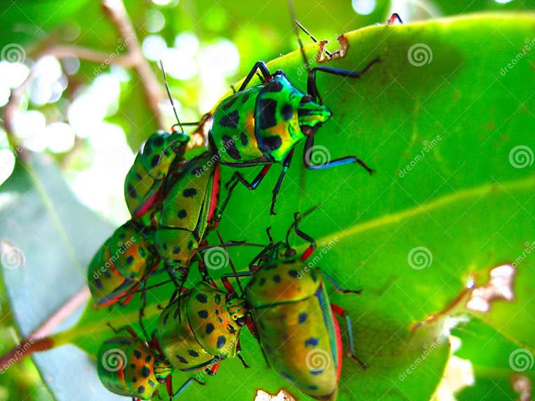 Crowd of beetles on a leaf stock photo. Image of insects - 2716260