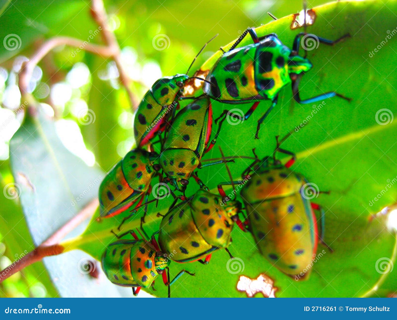 Crowd of beetles on a leaf stock image. Image of country - 2716261