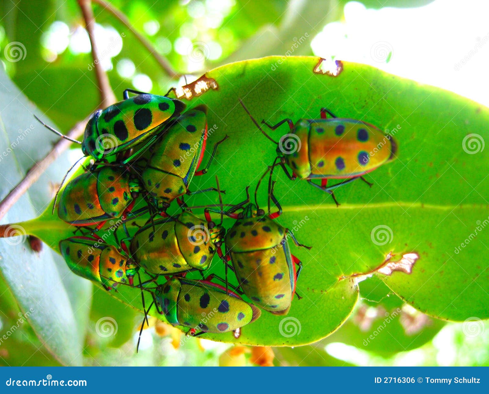 Crowd of beetles on a leaf stock photo. Image of graphics - 2716306