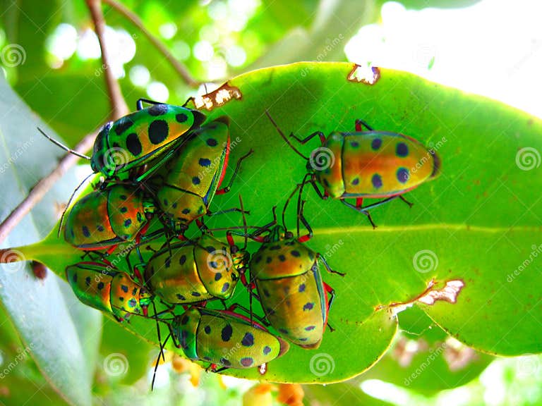 Crowd of beetles on a leaf stock photo. Image of graphics - 2716306