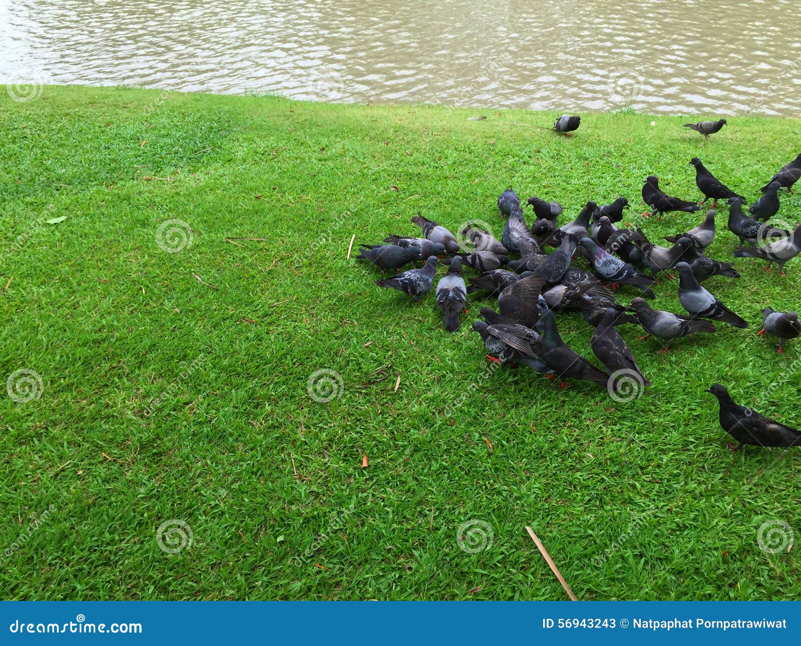 Crowd of bird stock image. Image of natural, beak, blackbird - 56943243