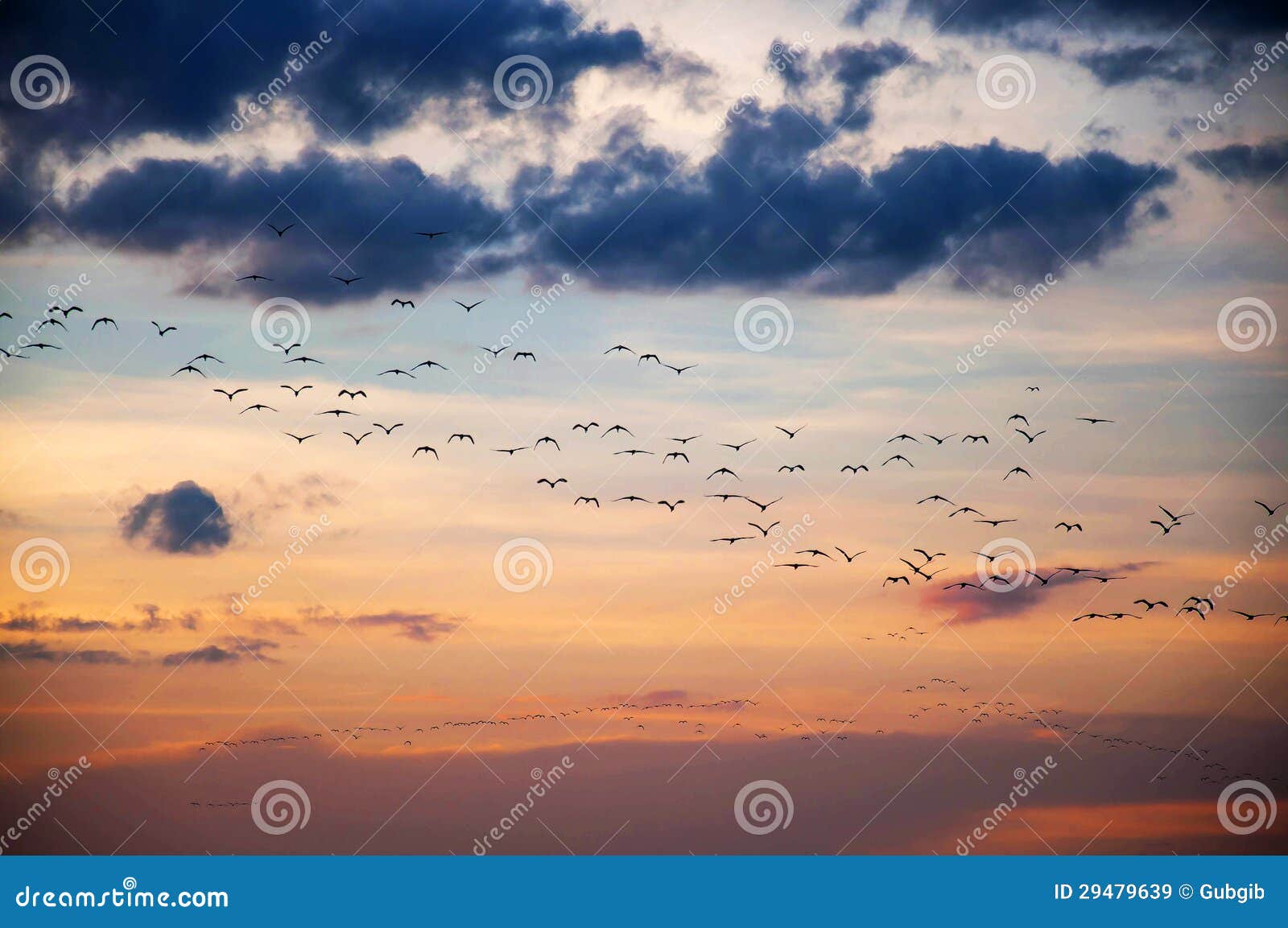 Crowd of birds stock image. Image of bird, sunset, beautiful - 29479639