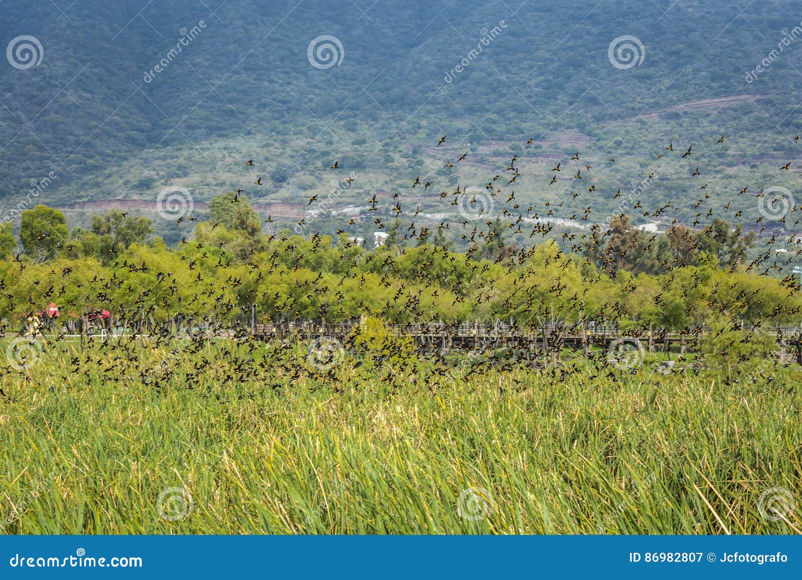 Crowd, birds, stock image. Image of flock, plumage, feather - 86982807