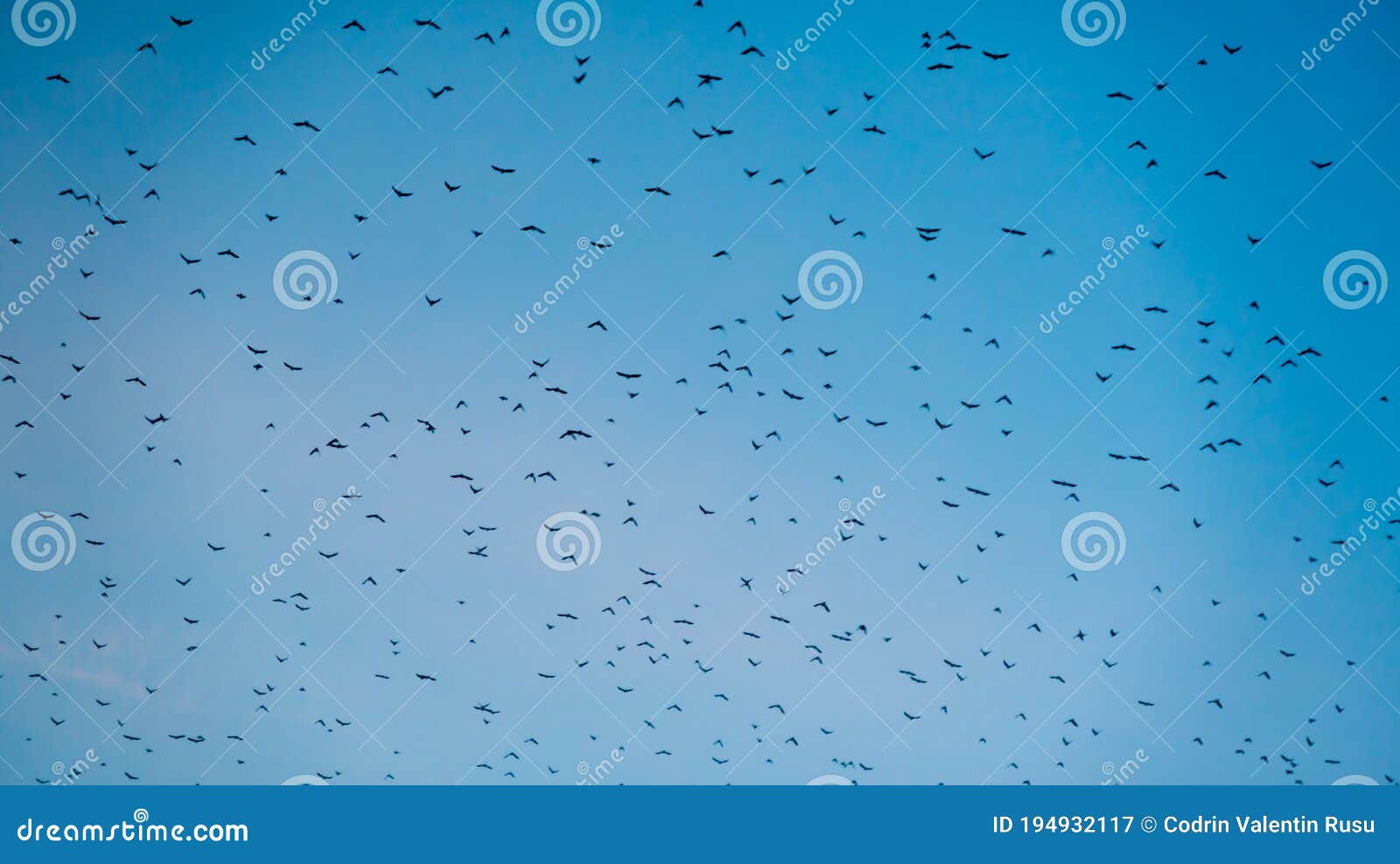 Crowd of Birds Flying in the Sky - Small Birds Stock Image - Image of ...