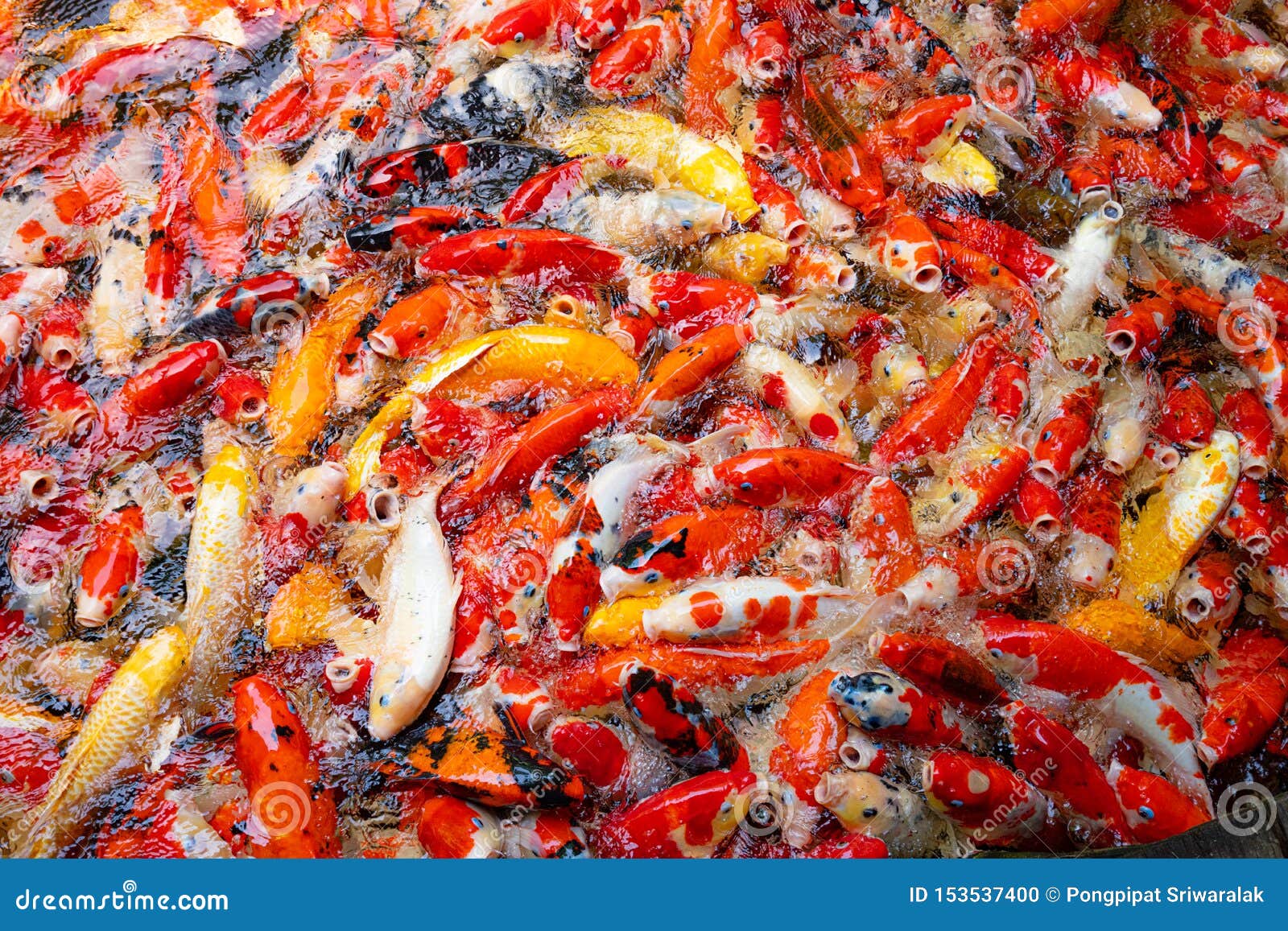 A Crowd of Carp Fish in Pond Stock Photo - Image of carp, pond: 153537400