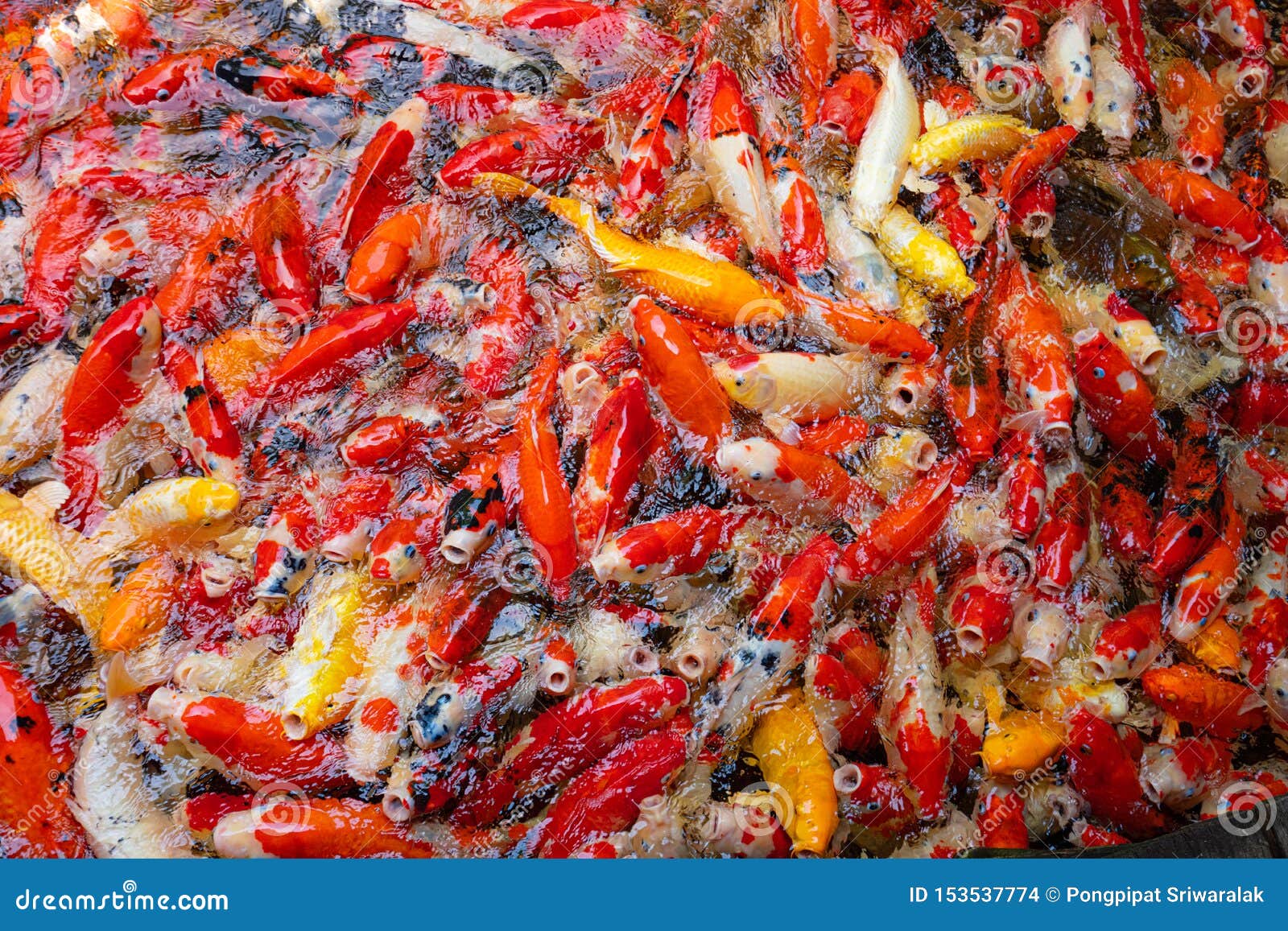 A Crowd of Carp Fish in Pond Stock Photo - Image of aquarium, colorful ...