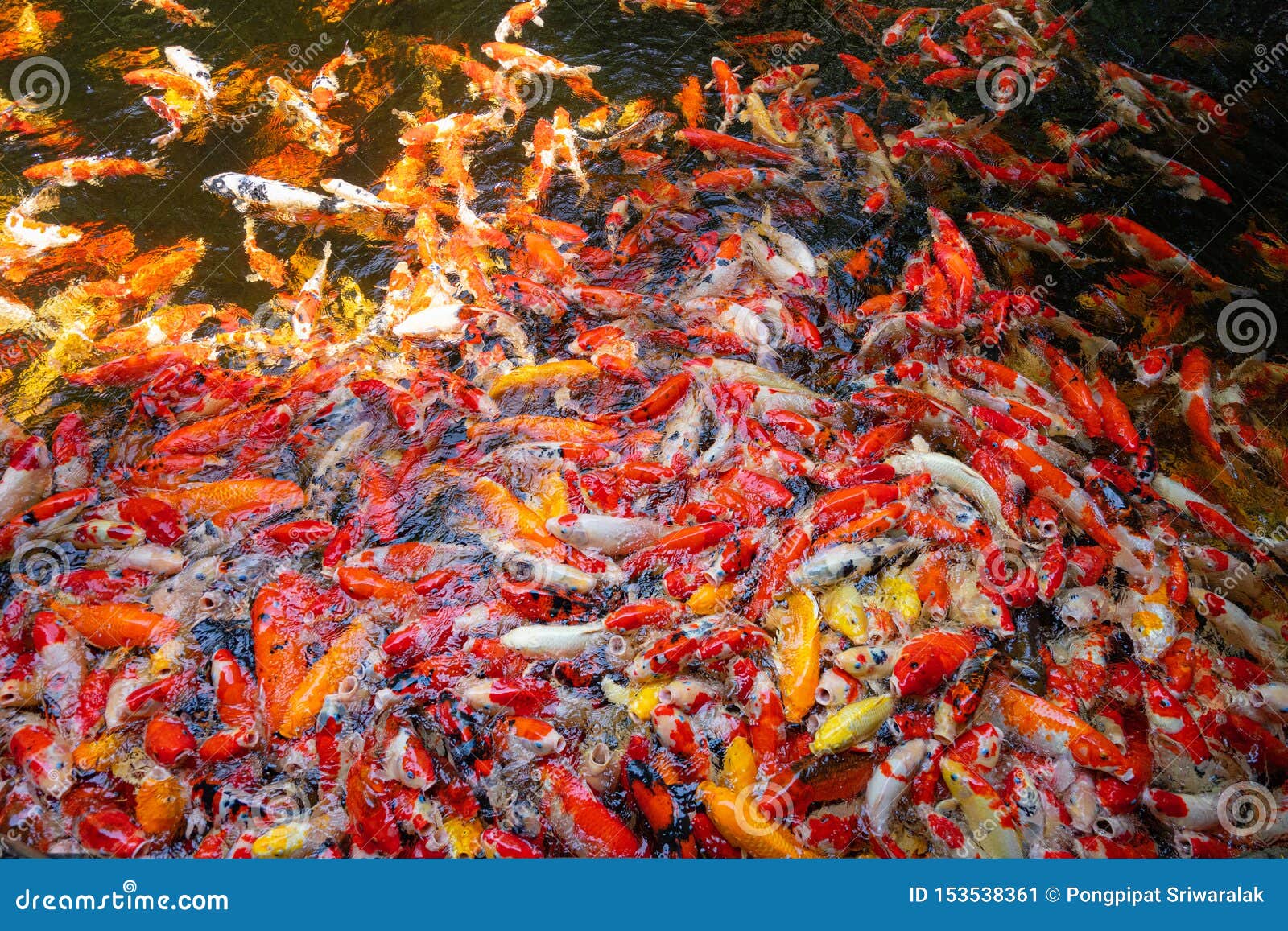 A Crowd of Carp Fish in Pond Stock Image - Image of feeding, crowd ...