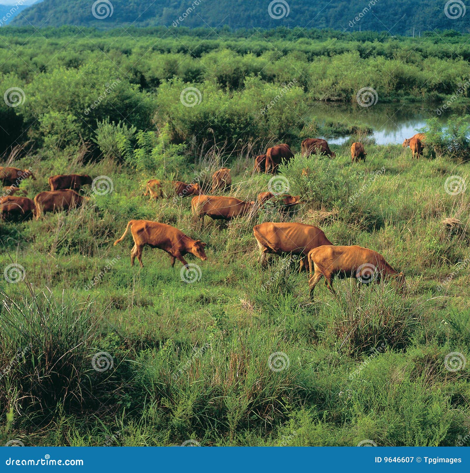 Crowd of cattle stock image. Image of grasses, horizontal - 9646607