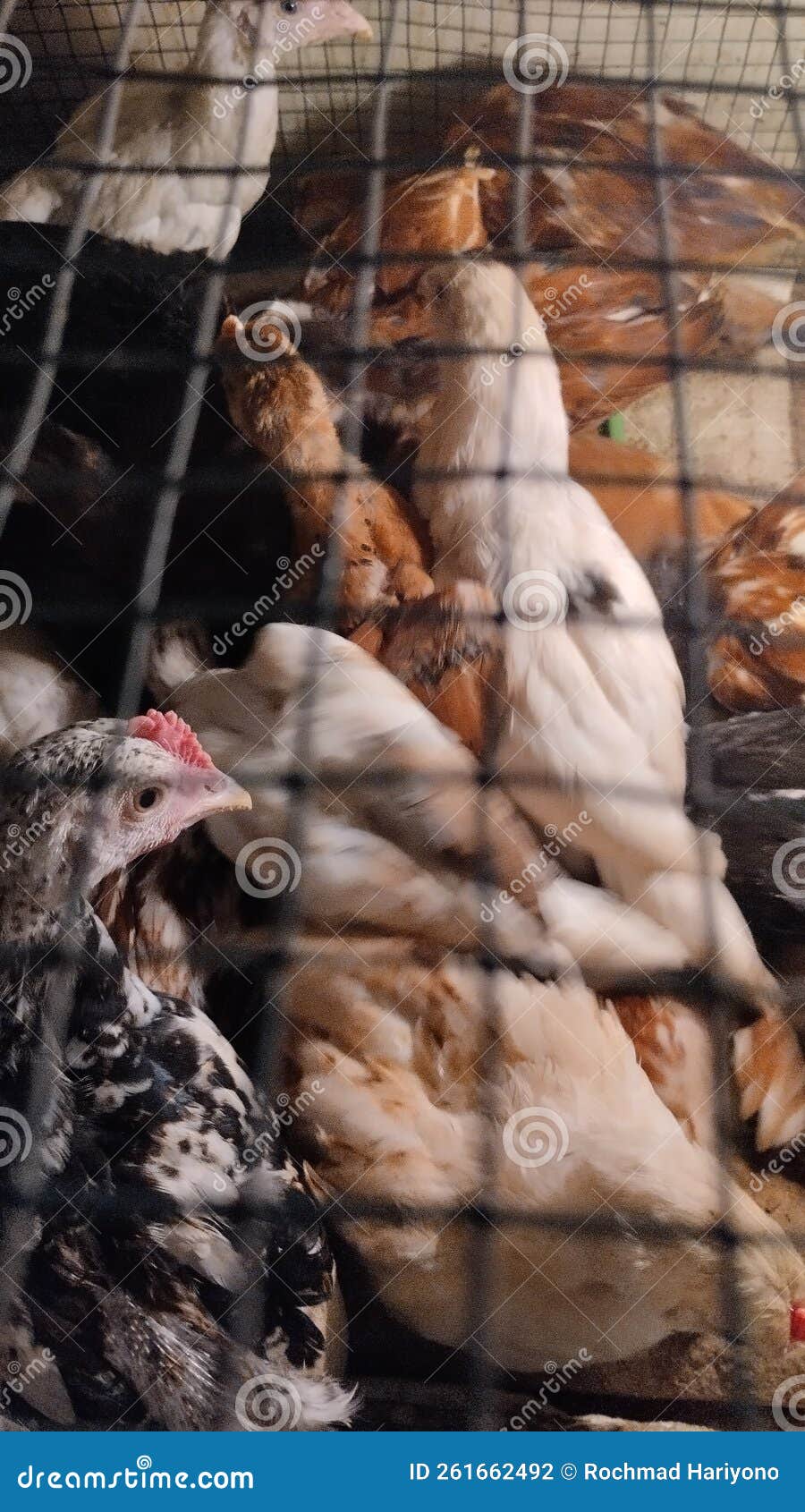 A Crowd of Chickens stock photo. Image of coop, time - 261662492