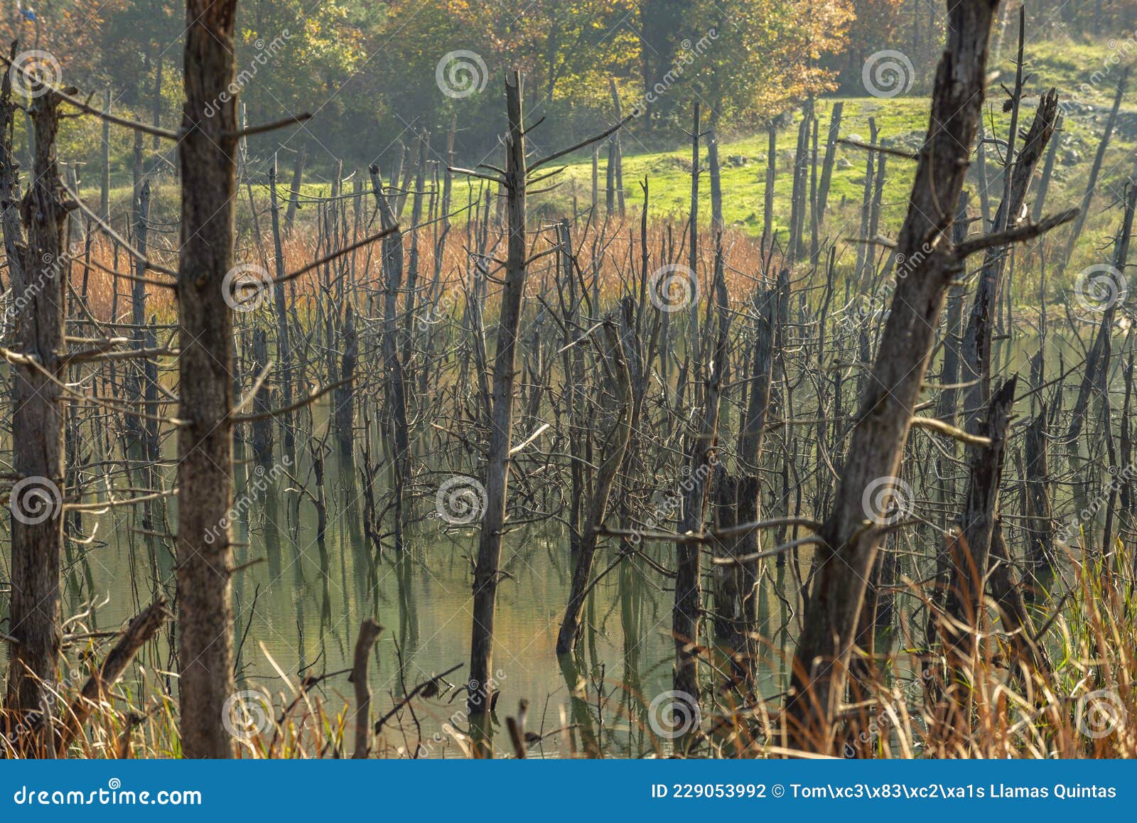 Crowd of Dead Tree Trunks Inside a Lake between Fields Stock Photo ...