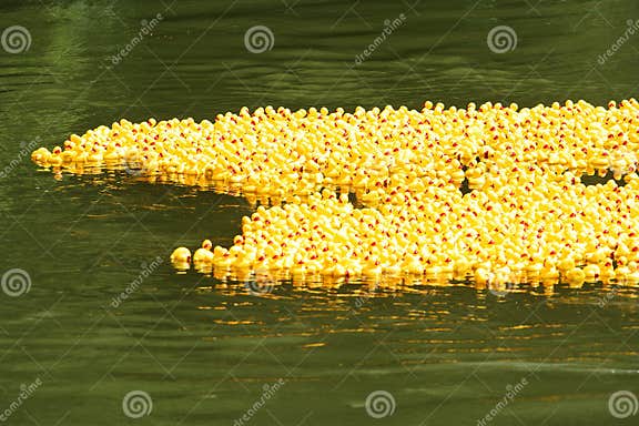 A crowd of ducks stock photo. Image of rubber, yellow - 1856022