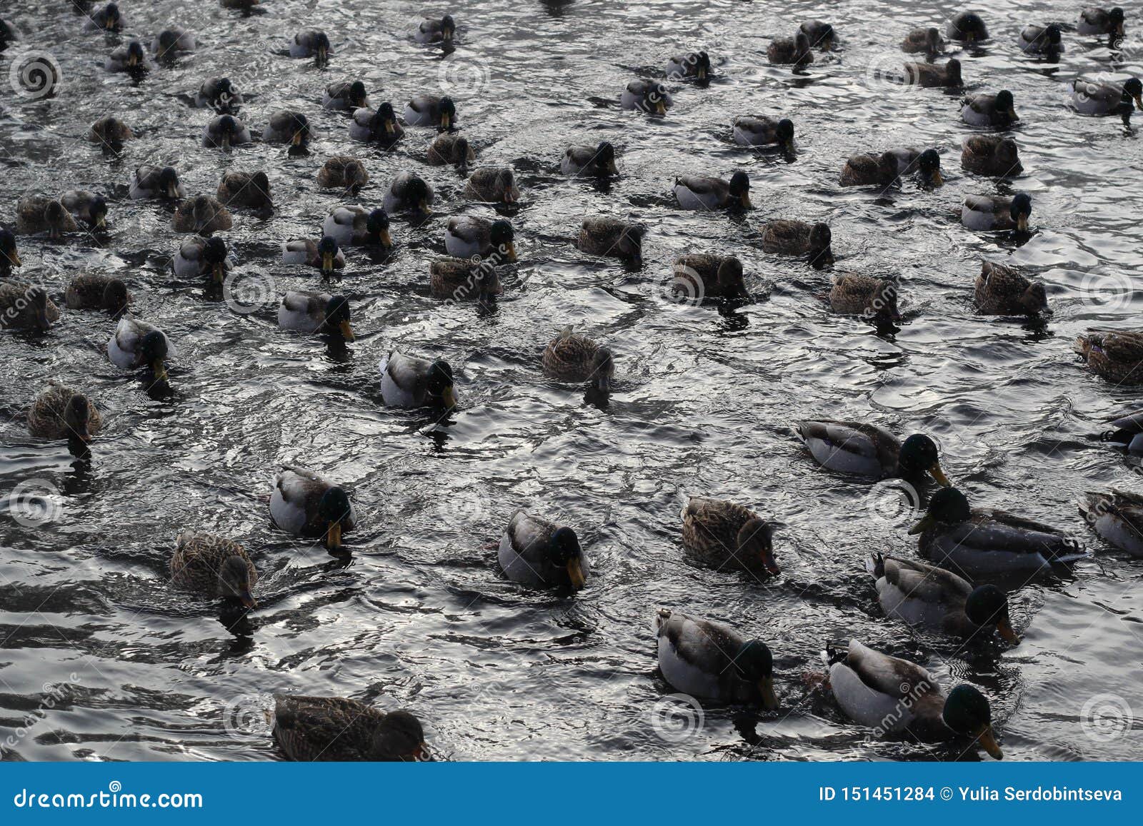 A Crowd of Ducks Floating on the Water Stock Photo - Image of beautiful ...