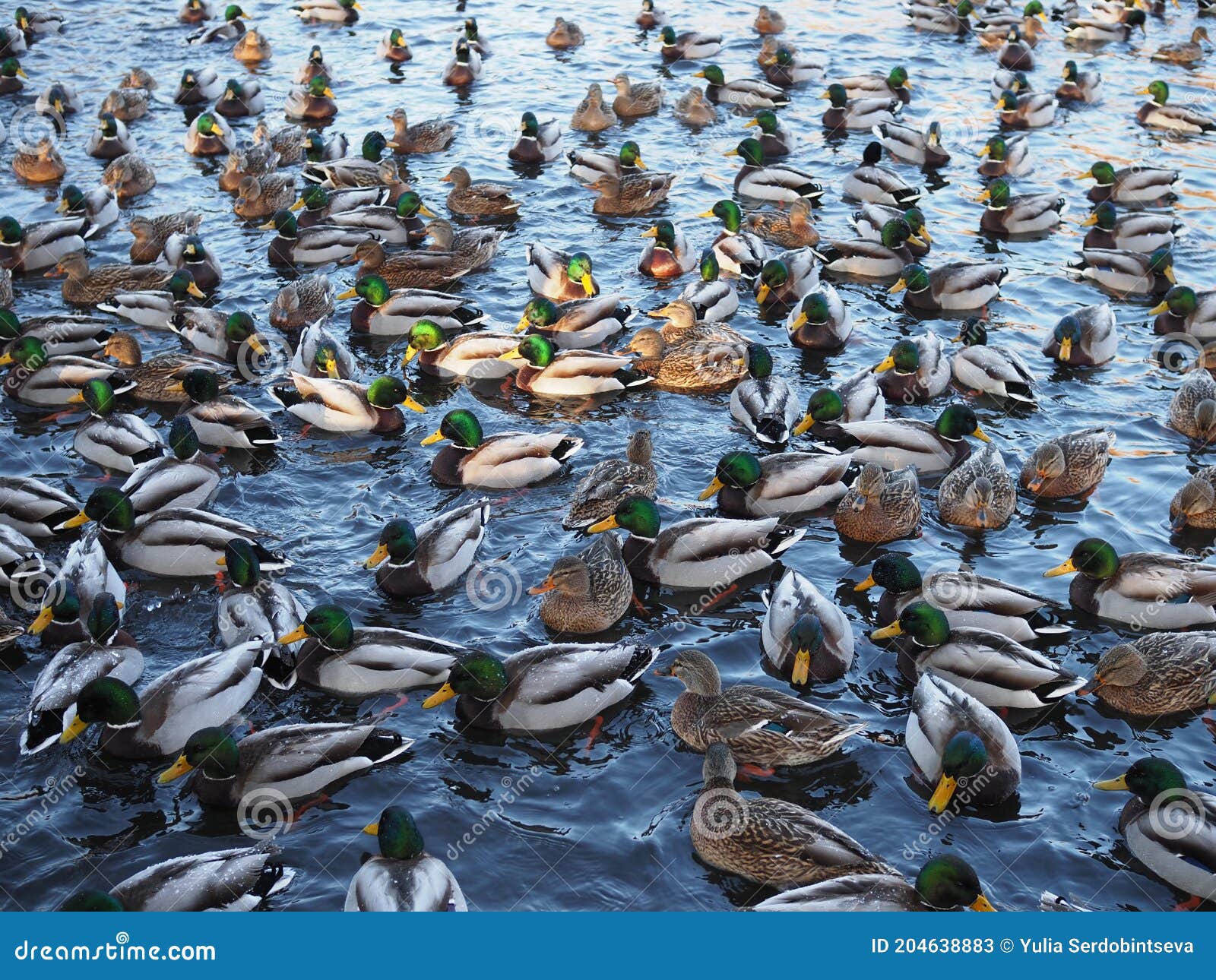 A Crowd of Ducks Floating on the Water Stock Image - Image of ducks ...