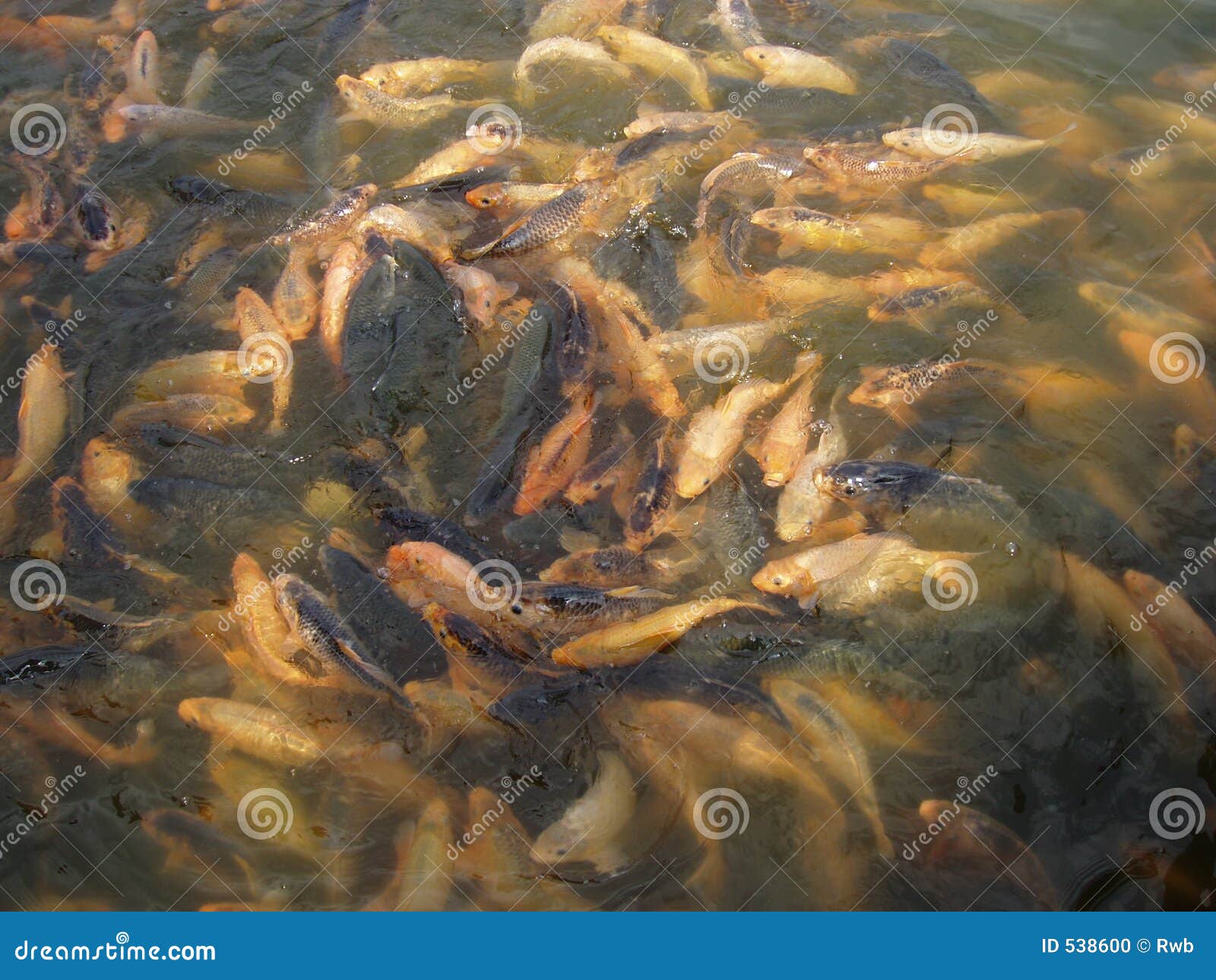 Crowd of fish stock photo. Image of pond, school, shallow - 538600