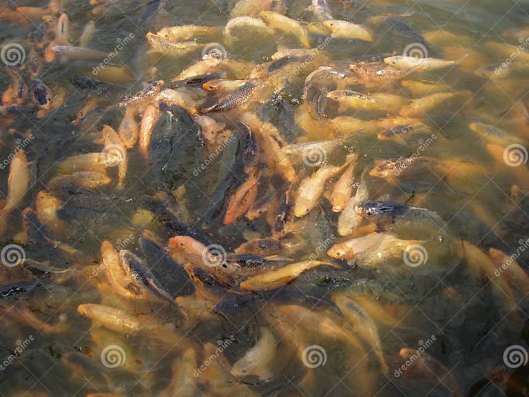 Crowd of fish stock photo. Image of pond, school, shallow - 538600