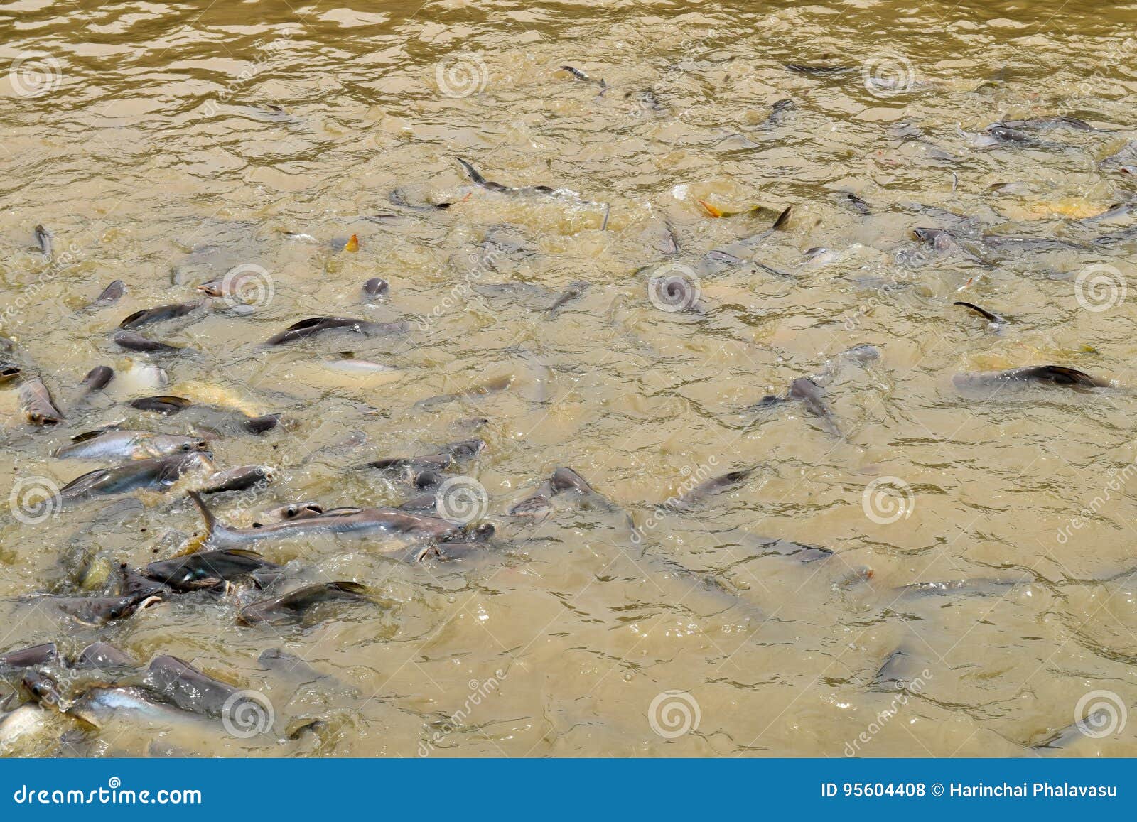 Crowd fish in the river stock photo. Image of seascape - 95604408