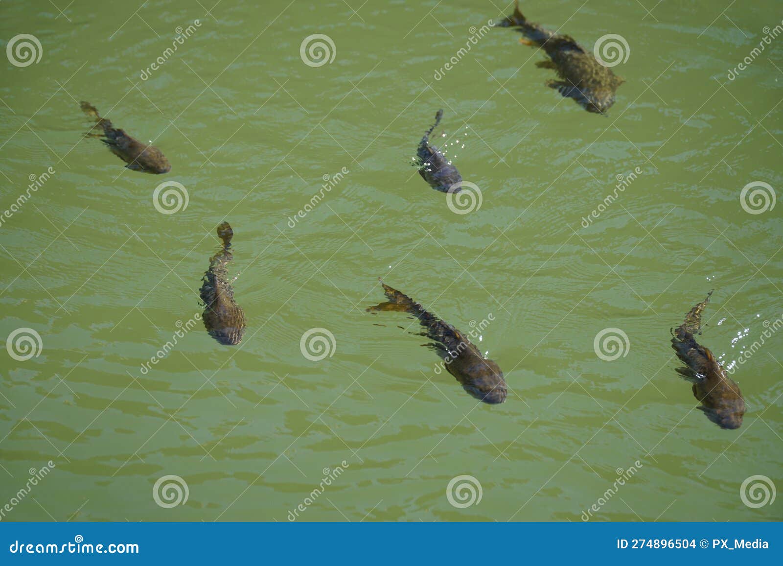 Crowd of Fish Swimming in Pond Stock Photo - Image of water, swimming ...