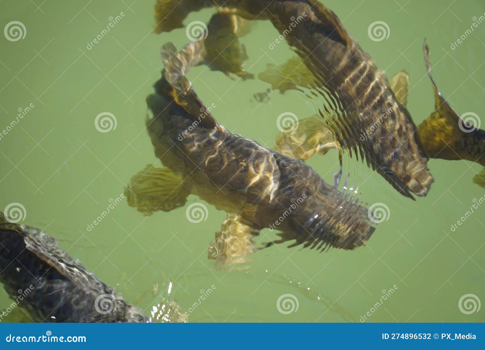 Crowd of Fish Swimming in Pond Stock Photo - Image of garden, brown ...
