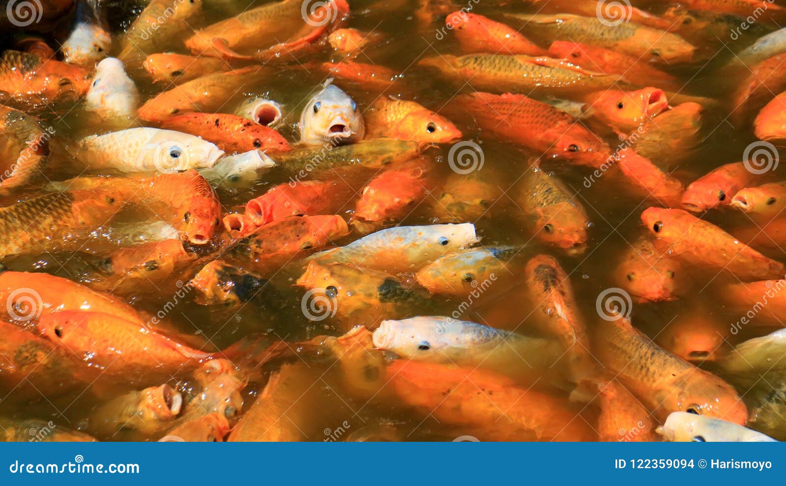 Crowd of golden fish stock photo. Image of orange, crowd - 122359094