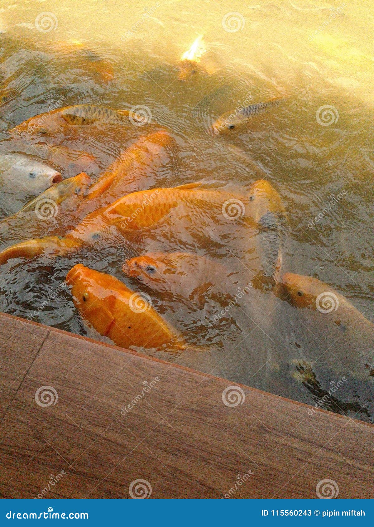 Golden fish get togather stock image. Image of togather - 115560243