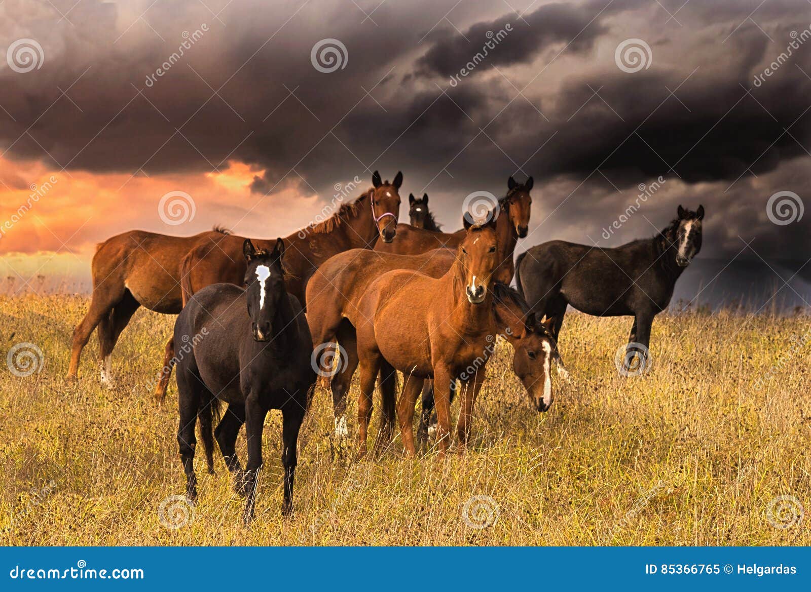 Crowd of horses stock image. Image of crowd, horses, colors - 85366765