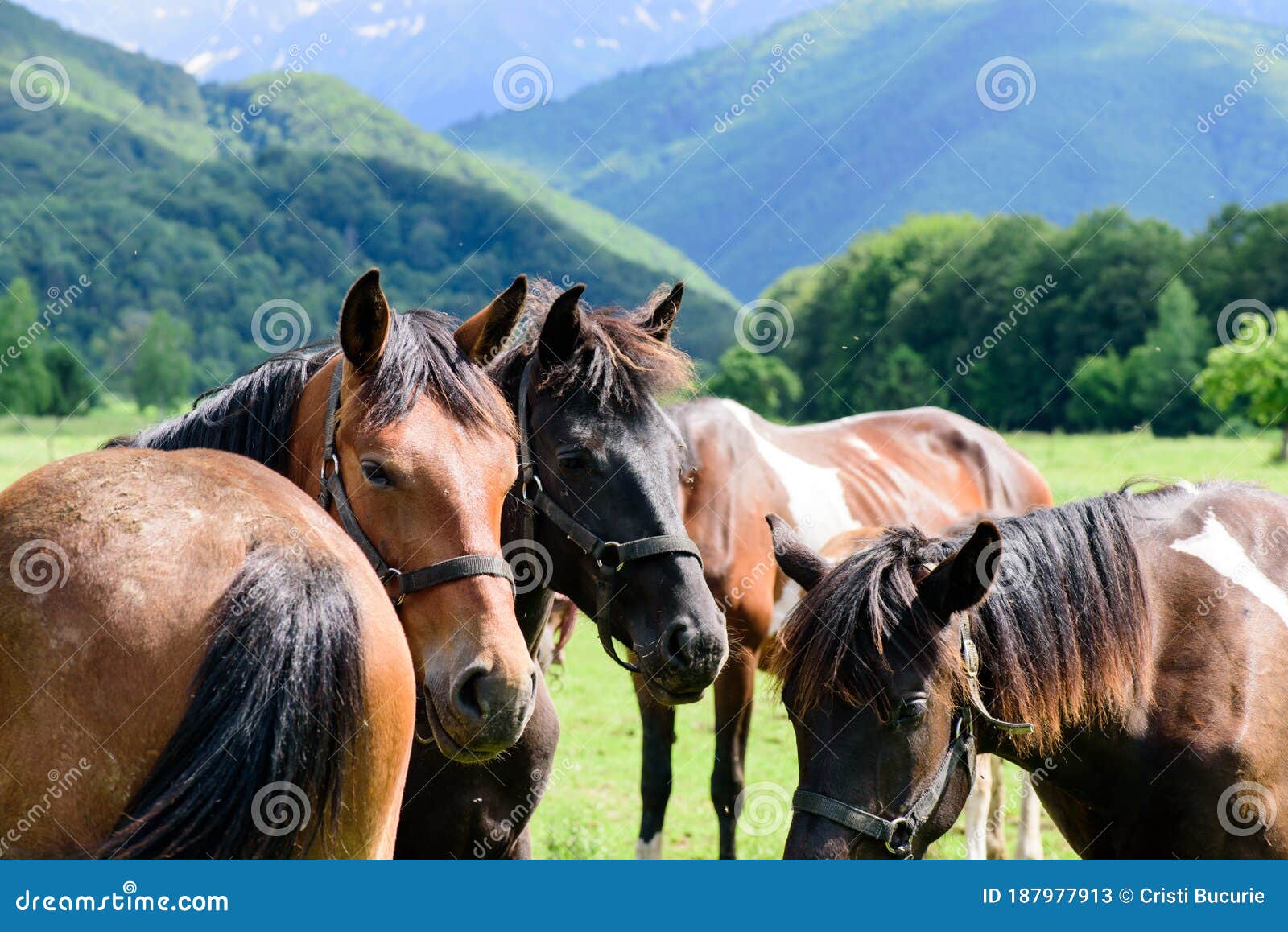 Crowd of horses stock image. Image of beautiful, horse - 187977913
