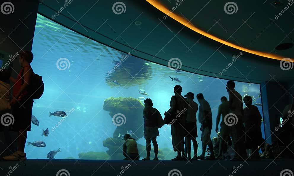 Crowd looking at aquarium stock image. Image of giant - 3146973