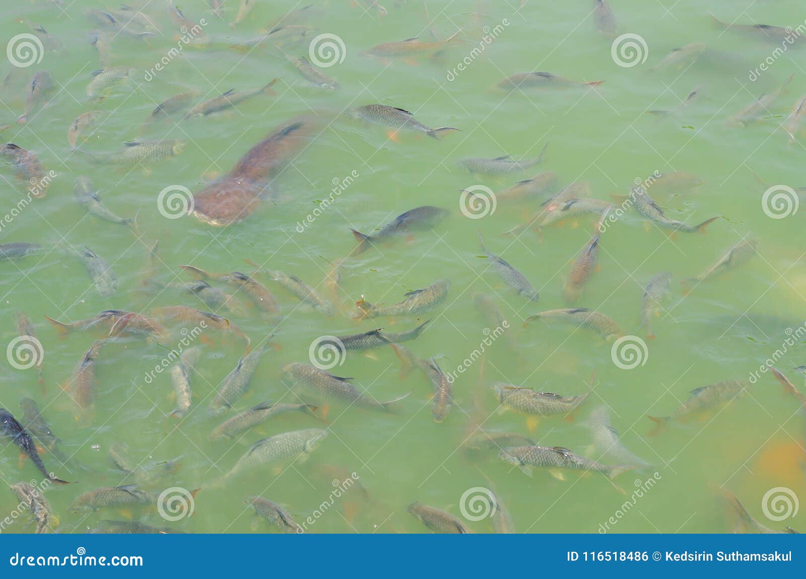 Crowd of Many Different Fish Eating Feed in Lake Stock Photo - Image of ...