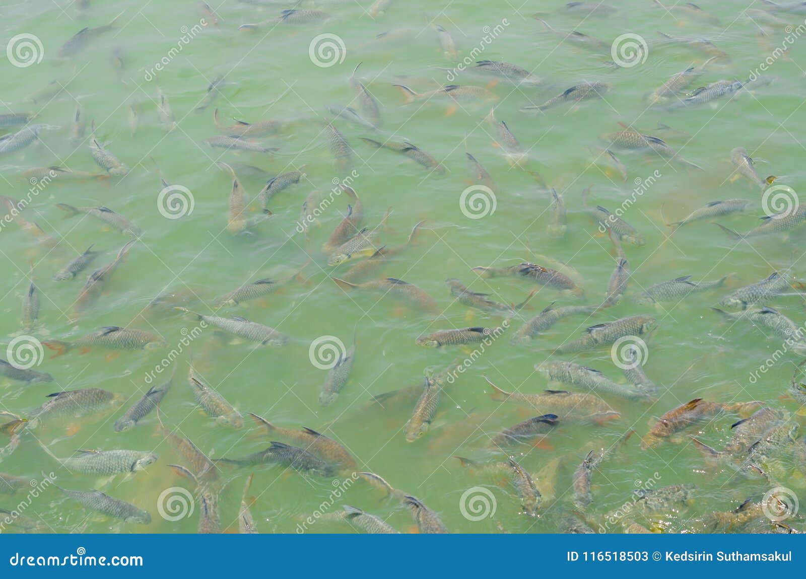 Crowd of Many Different Fish Eating Feed in Lake Stock Image - Image of ...