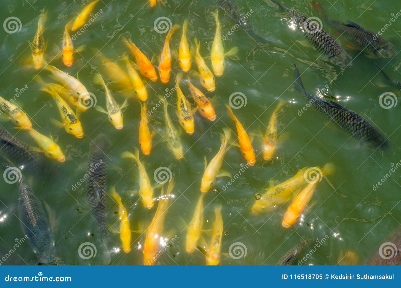 Crowd of Many Different Fish Eating Feed in Lake Stock Image - Image of ...