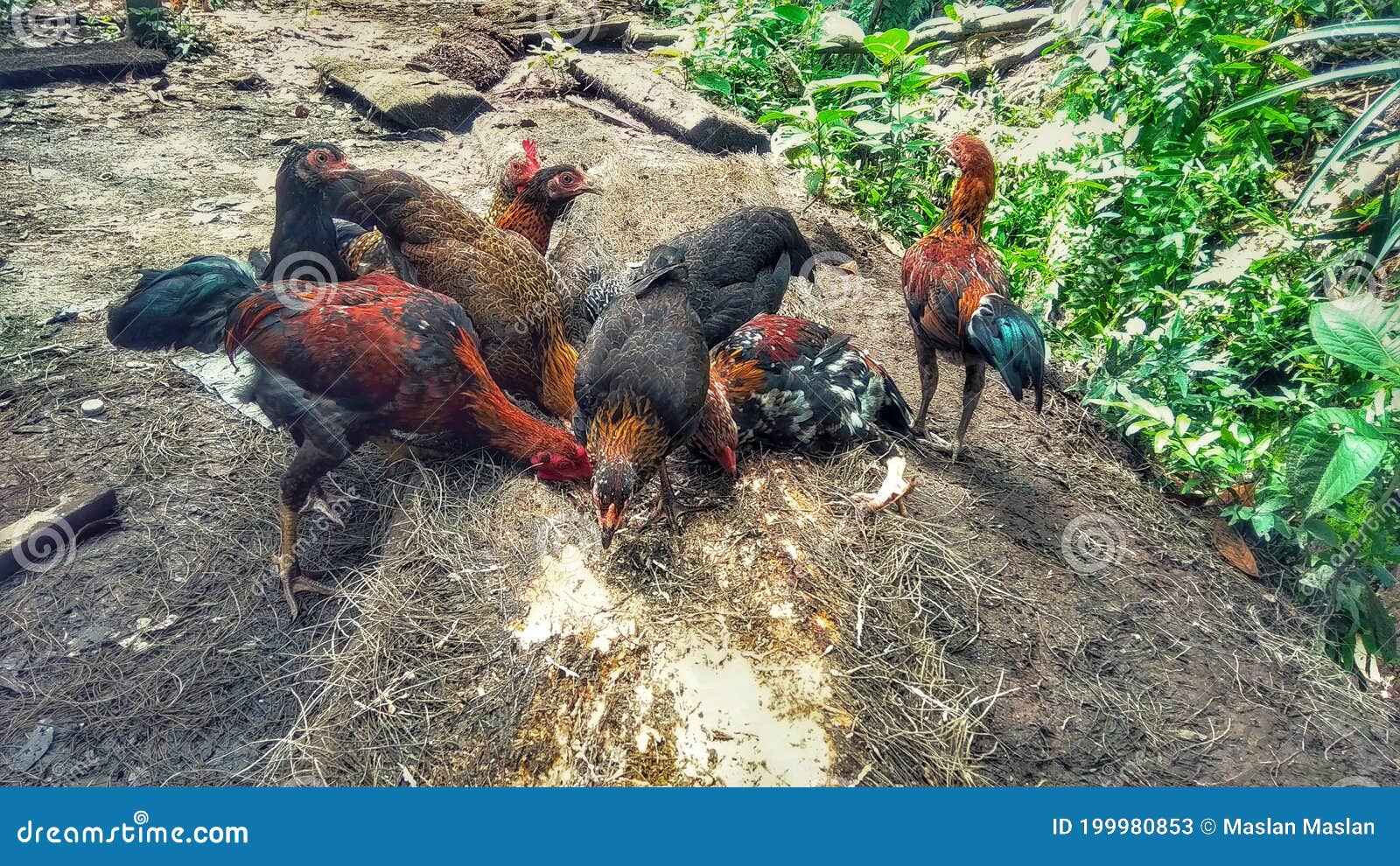 A crowd of native chickens stock image. Image of eating - 199980853