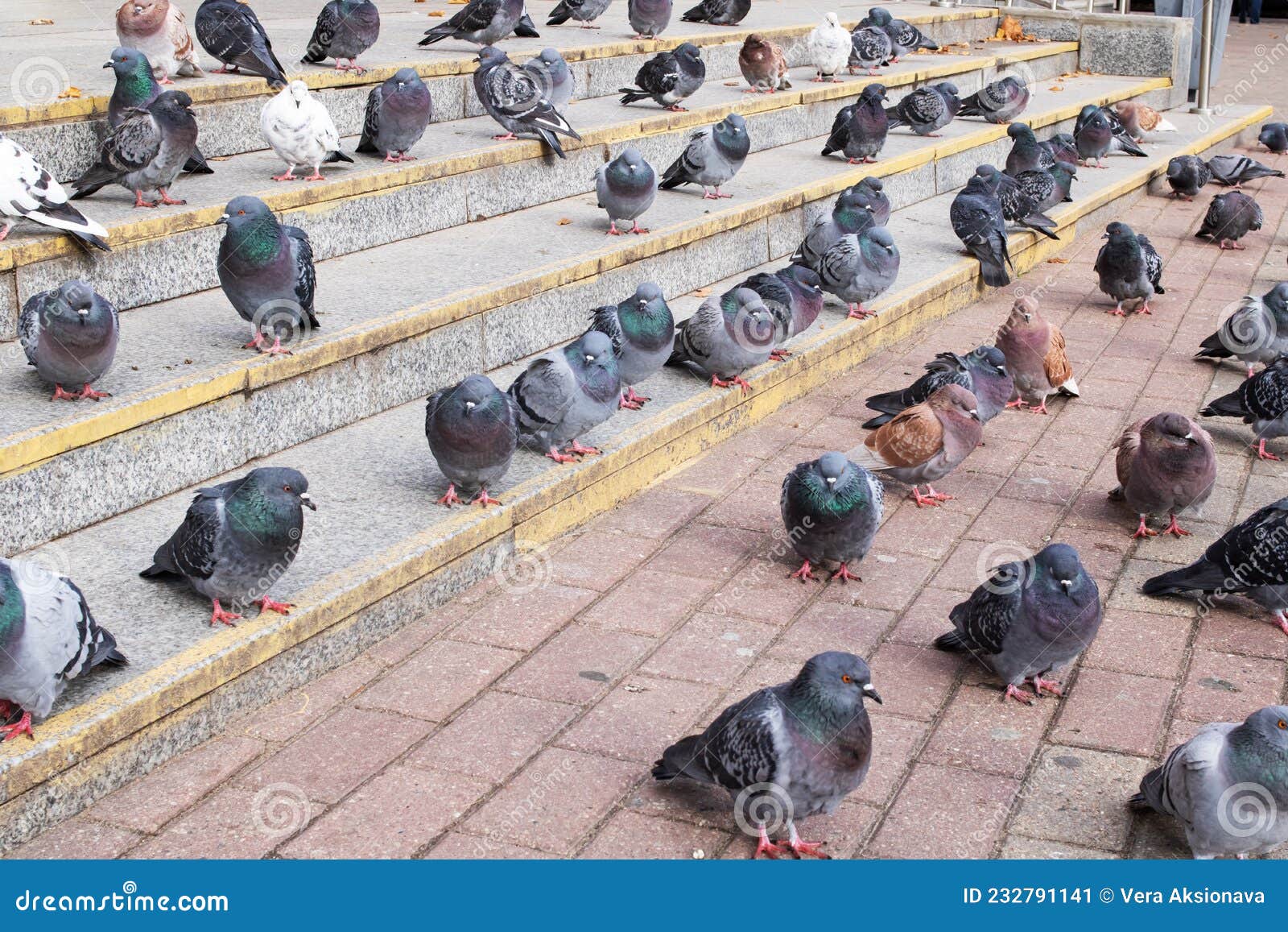 A Crowd of Pigeons Sitting on the Steps Stock Image - Image of action ...