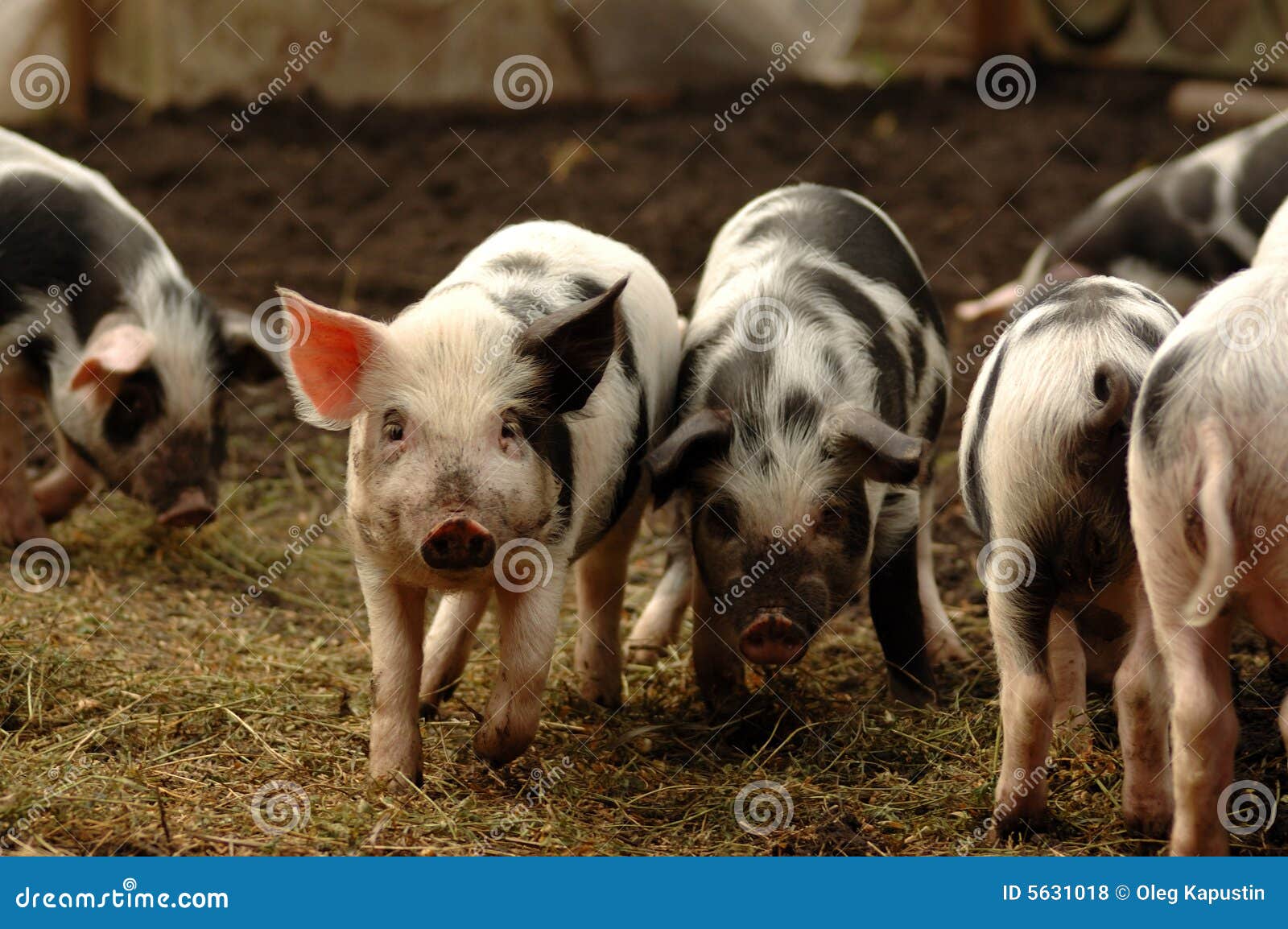 Crowd of piglings stock photo. Image of feed, spotted - 5631018