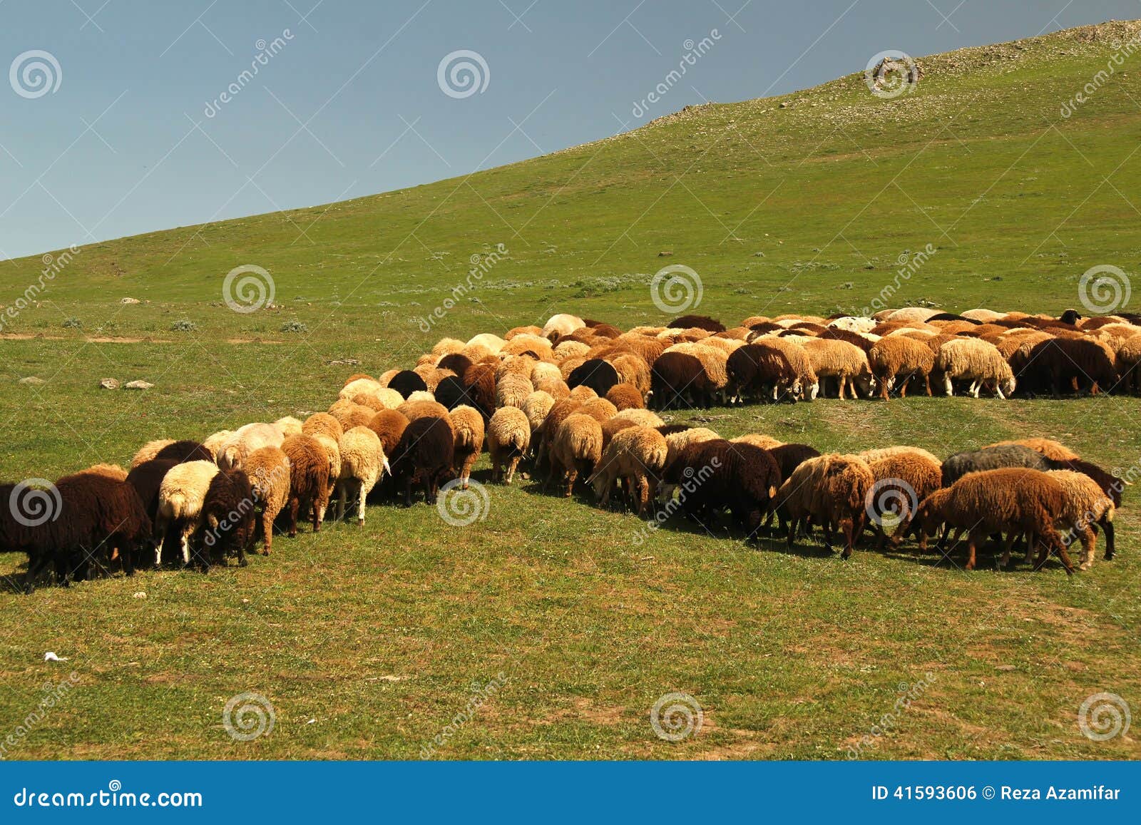 Crowd of Sheeps stock photo. Image of crowd, grazing - 41593606
